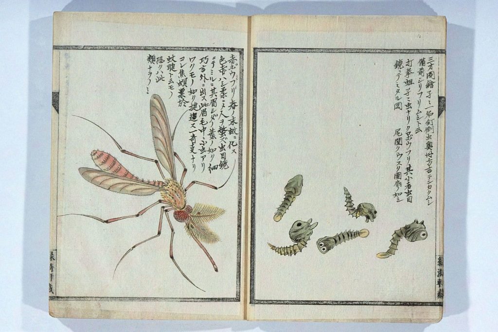 The Insect Art of Kurimoto Tanshū | The Endless Swarm