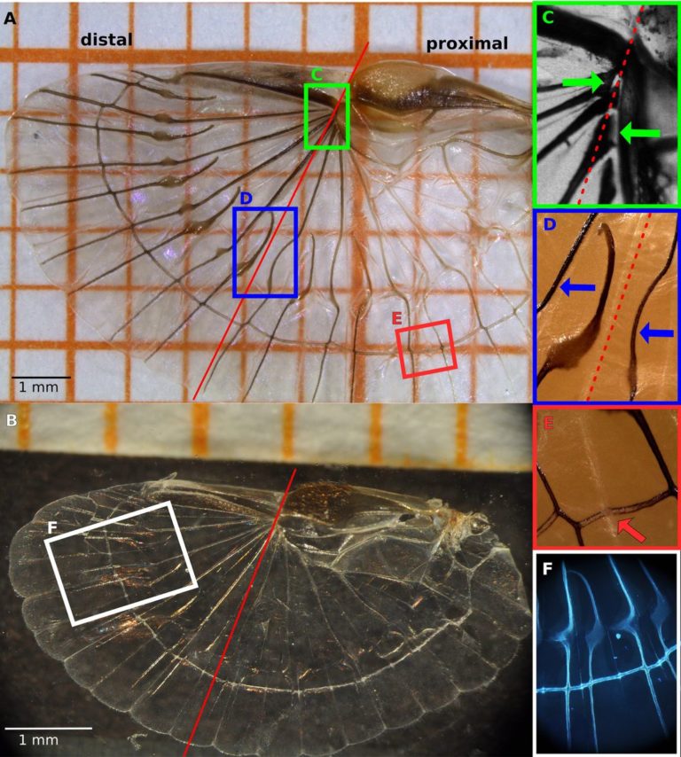 Earwigs On The Wing | The Endless Swarm